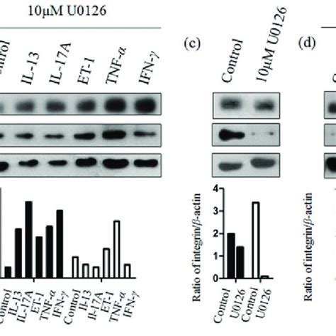 Results Of Western Blot Elaborating Interaction Of U0126 In The