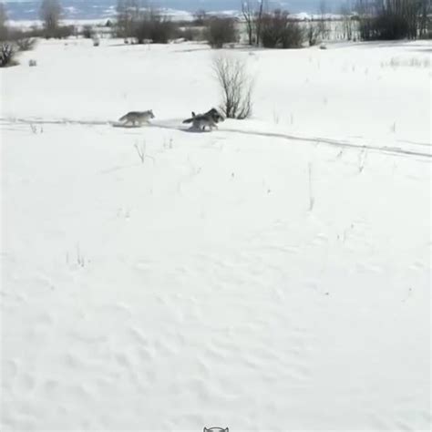 anand prakash on linkedin nature ecosystem