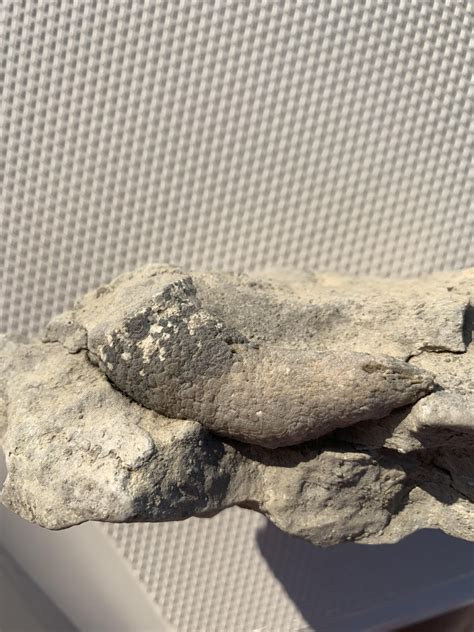 Unknown Fossil With Fascinating Swirl Texture R Fossilid