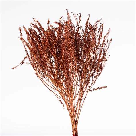 Rama Lapidium Belinda Flowers