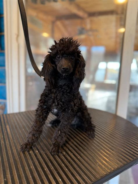 Black Miniature Poodle Names