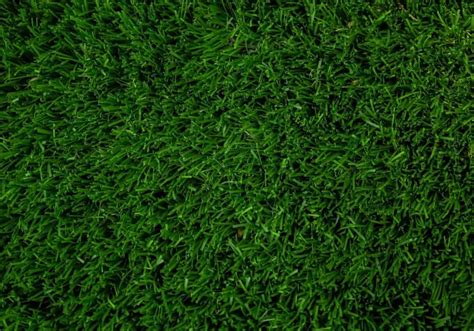 Will Grass Thicken On Its Own Obsessed Lawn And Garden