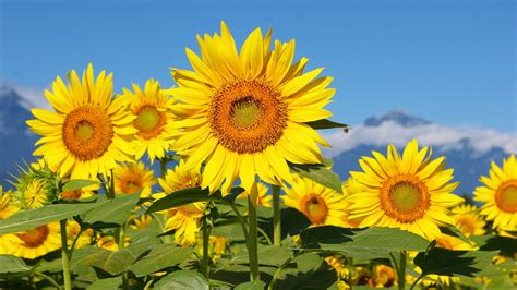 Sunflower Field High Resolution