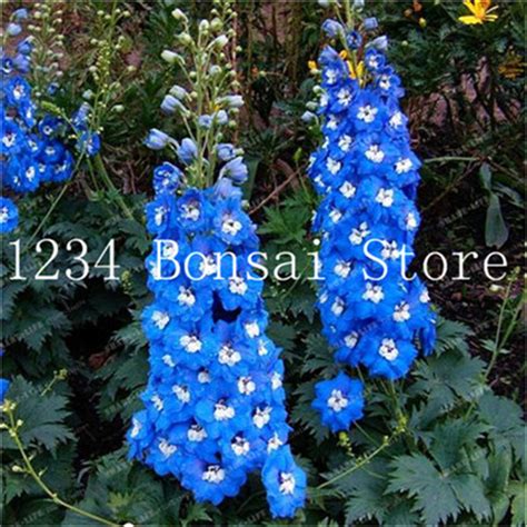 100 Pcs Organic Delphinium Flower Seeds Variety Free Shipping Worldwide