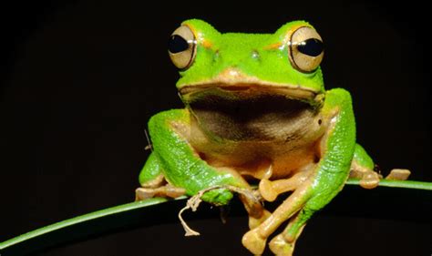 Genetics Of Sexual Differentiation In Frogs Uncovered BioTechniques