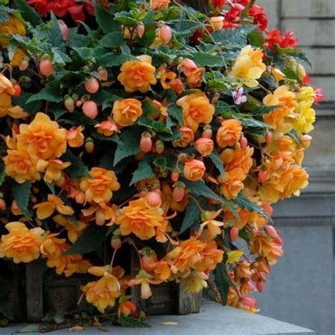 Orange Trailing Pendula Begonia
