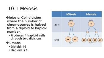 Ap Chapter Meiosis And Sexual Reproduction Powerpoint By Abiologyteacher