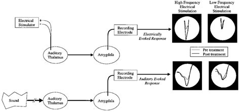 Ltp Induction Increases Auditory Responses In The Lateral Nucleus Of Download Scientific