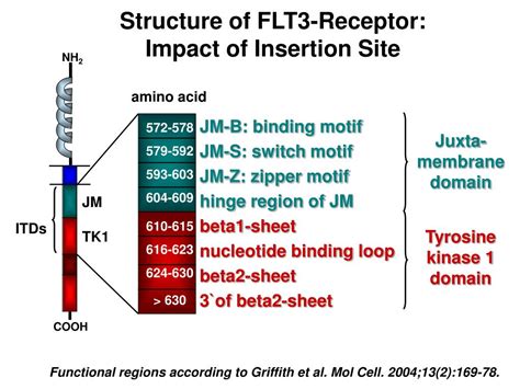Ppt Flt3 Itd And Flt3 Inhibitors In The Setting Of Allogeneic Stem Cell Transplantation For