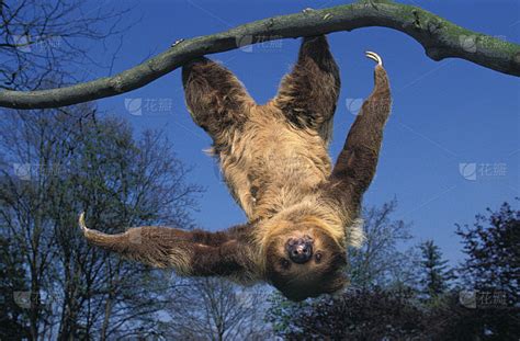 二趾树懒didactylus倒挂在树枝上,背靠蓝天 二趾树懒didactylus倒挂在树枝上,背靠蓝天