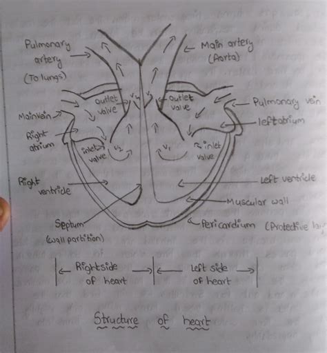 Easy Heart Diagram Class 10 Draw A Neat Diagram Of Heart Class 11