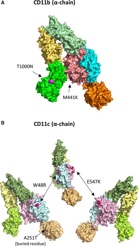 Dysfunction Of Complement Receptors Cr3 Cd11b18 And Cr4 Cd11c18