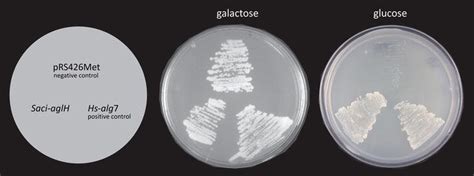 Rescue Of A Conditional Lethal Alg7 Yeast Mutant By The Thermophilic Download Scientific