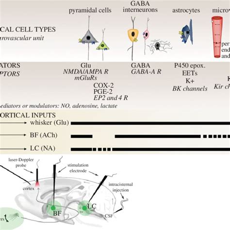 Pdf Neuronal Networks And Mediators Of Cortical Neurovascular