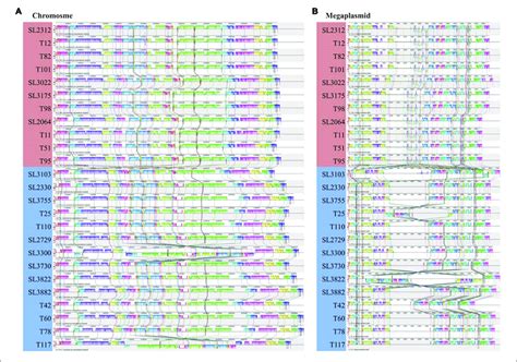 Multiple Genome Alignment For 25 Korean Rssc Strains Produce Using Download Scientific