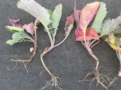 Seedling Disease Complex Canola Encyclopedia