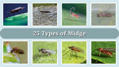 21 Types Of Thrip Identification With Pictures