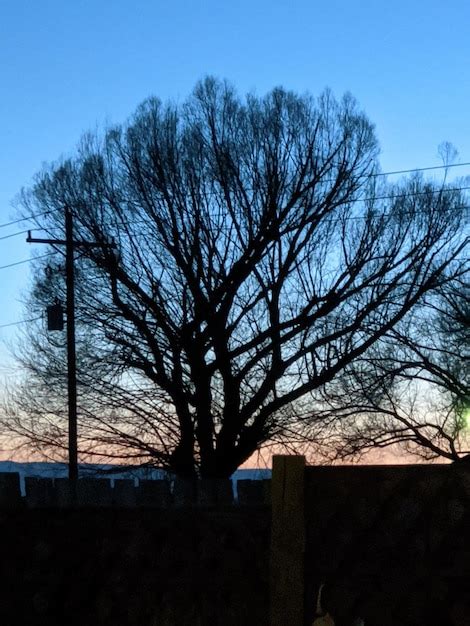 Premium Photo Large Tree Silouette On Sunset