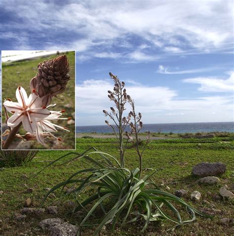 Steves Nature Blog The Asphodel Meadows Welcome To The Underworld