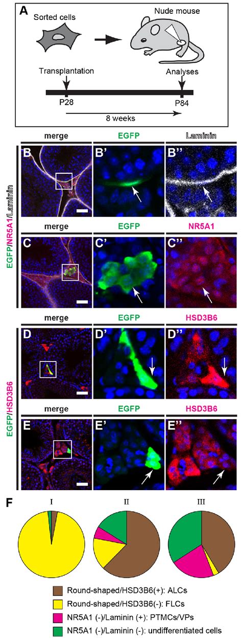 Transplantation Of Cell Populations Isolated From P10 Testis A
