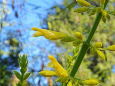 Photo Gratuite De Chipilin Crotalaria Longirostrata Feuilles Trifoliées