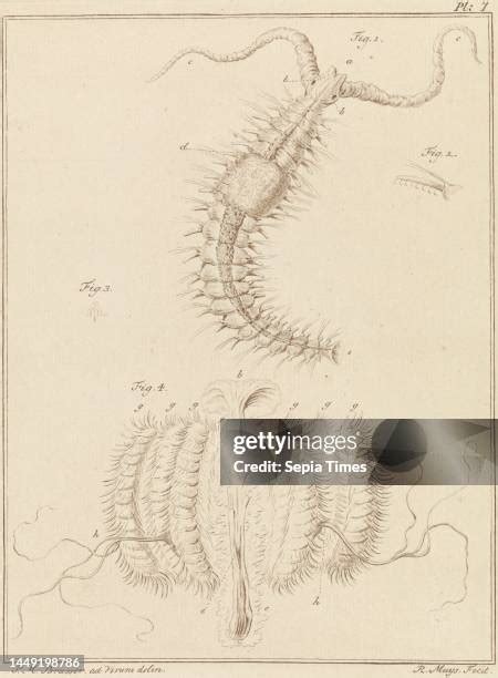 Worms Soil Photos And Premium High Res Pictures Getty Images