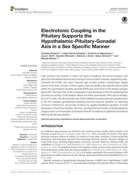 Pdf Electrotonic Coupling In The Pituitary Supports The Hypothalamic