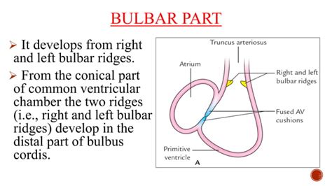 22 Development Of Interatrial And Interventricular Septum 2020 Pdf Heart And Cardiovascular