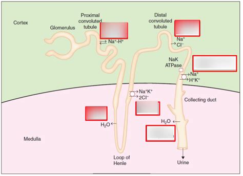 Matching The Diuretic With Its Principle Site Of Action Diagram Quizlet