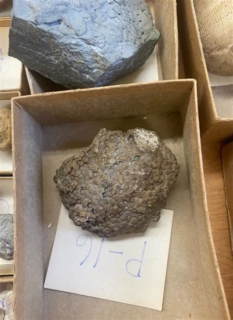 Solved What Is The Fossilization Process For Each One