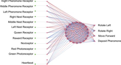 Spiking Network To Control An Ant Of The Colony The Topology Comprises Download Scientific