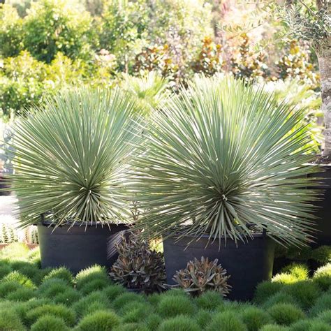 Yucca Rostrata Sapphire Skies Verdena Verdena