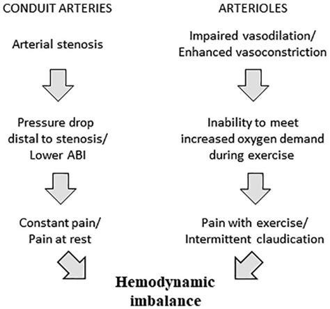 Pathophysiology Of Chronic Peripheral Ischemia New Perspectives Pmc