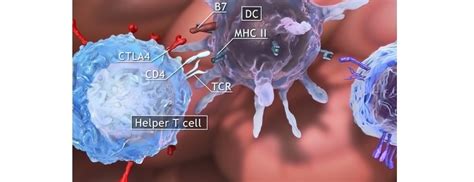 Ii 类 Mhc 结构、合成及意义 技术教程