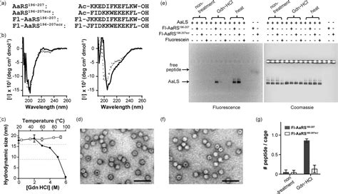 The C Terminal Peptide Of Aquifex Aeolicus Riboflavin Synthase Directs