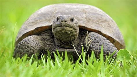 Feds Deny Increased Gopher Tortoise Protections Coral Springs Talk