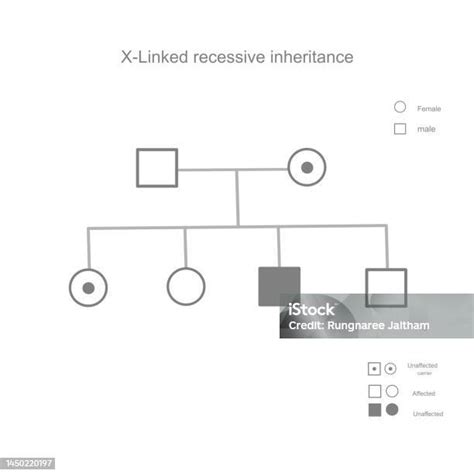 The Xlinked Recessive That Illustrated Inheritance Pattern Of Mutation