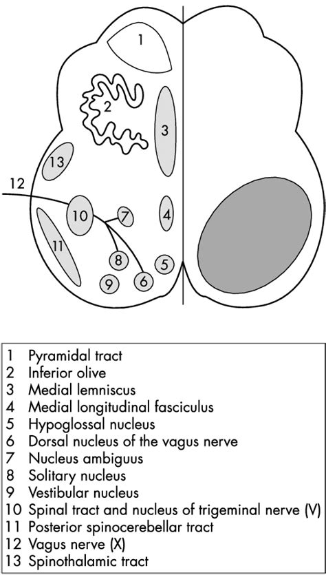Schematic Transverse Section Of The Medulla Cell Columns Related To