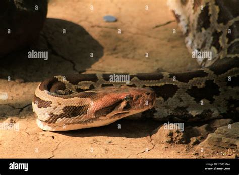 Portrait Of An Adult Reticulated Python Close Up Blur Background