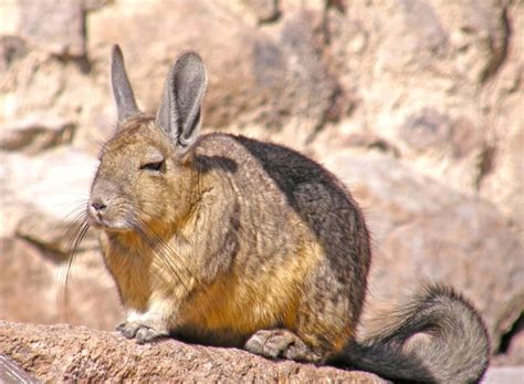 Viscacha They Are Neither A Rabbit Nor A Rat Malevus