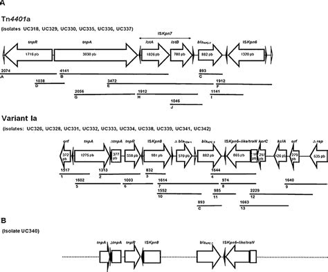 Genetic Environment Of The Bla Kpc Gene In Klebsiella Pneumoniae Download Scientific Diagram