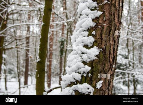 Tree Trees Covered With Snow Stock Photo Alamy Tree Trees Covered With Snow Stock Photo Alamy