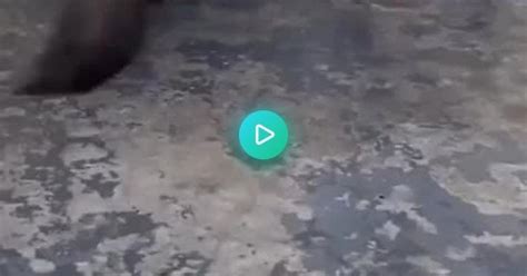 Genuinely Thought It Was A Cute Cerberus Rconfusingperspective