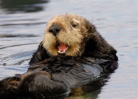 Cute Sea Otter Wallpapers Top Free Cute Sea Otter Backgrounds