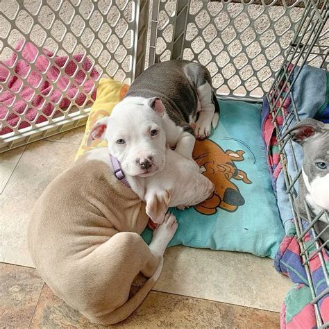 با سگ پیت بول معروفی که از نوزادی تا به حال روی شانه صاحبش میخوابد آشنا