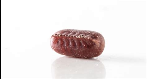 Early Signs Of Cockroach Infestation Rentokil Pci