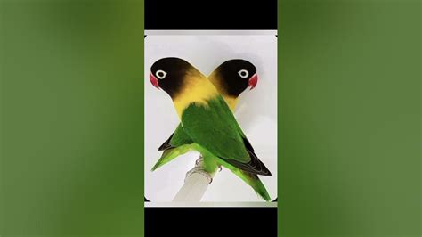 Obunaboling Qushlar Rek Qush 100k 1million Pirassununga