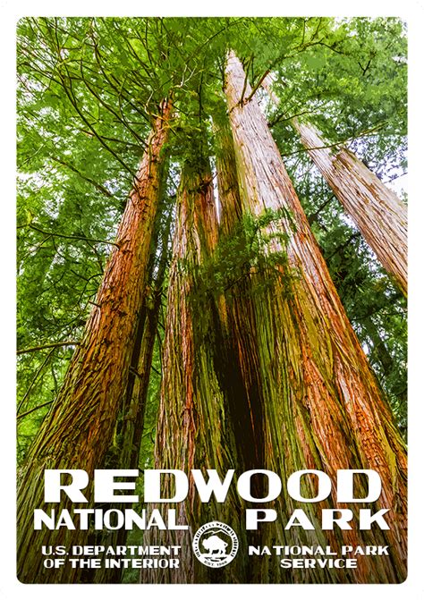 Redwood Forest Stickers Trees Give Us Life Vinyl Sticker Wild