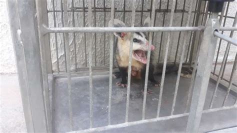 Em Ações Distintas Polícia Militar Resgata Falcão E Cassaco No Ceará