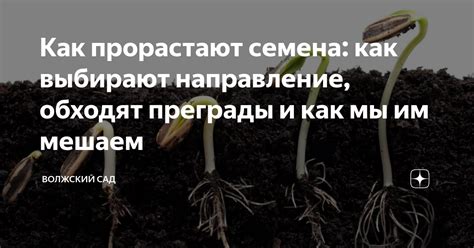 Как прорастают семена как выбирают направление обходят преграды и как мы им мешаем Волжский